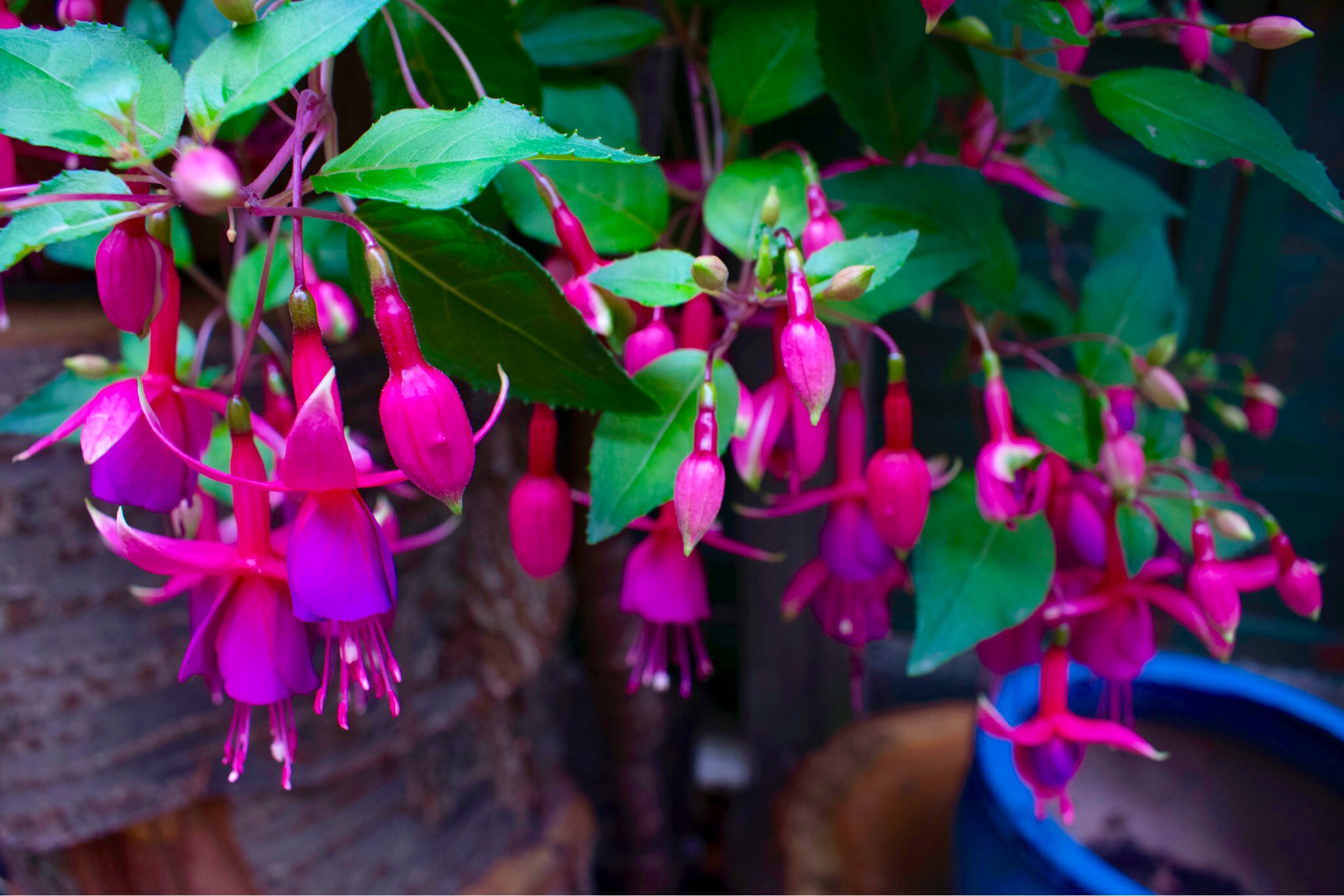 My Fuchsia :) – nikibakes